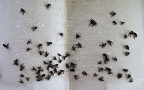 Keeping Your Porch Fly-Free: Top 3 Tips from Your Trusted Pest Control ...